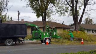 3 Best Tree Services in Riverside, CA - Expert Recommendations