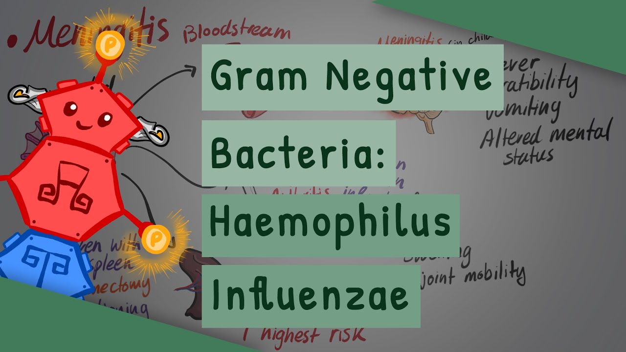 Gram Negative Bacteria: Haemophilus influenzae