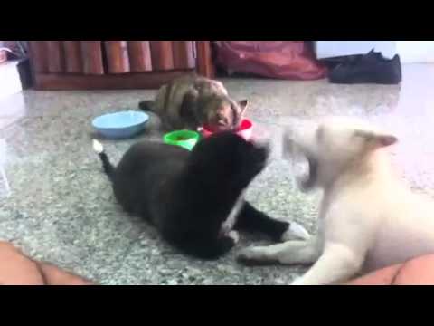 Can you help give us a name? Black and White dog without names~