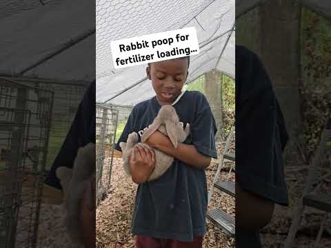 We got heat resistant Tamuk rabbits for our homestead. #rabbits #farming #garden