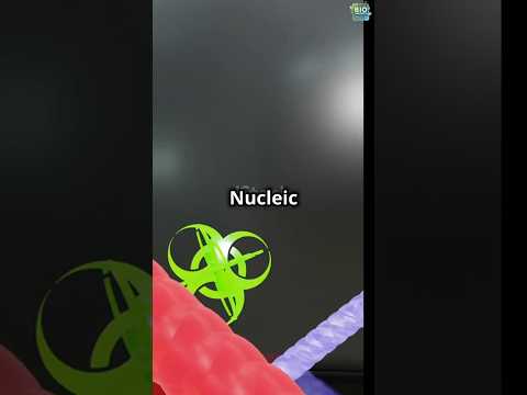 How Your Body Breaks Down Nucleic Acids