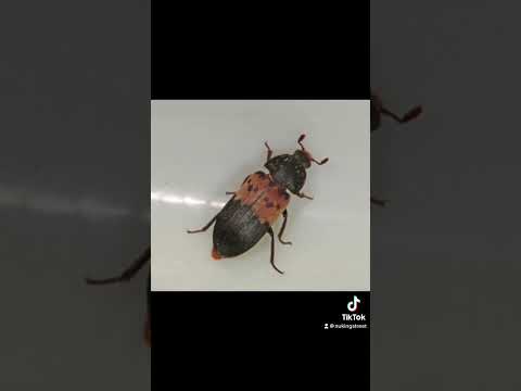 Larder beetles are typically a stored food pantry pest but also feed on dead insects and animals!