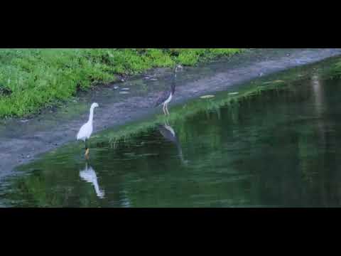 Look What I Caught...said the Heron & Egret