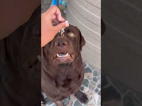 #labrador #dog #pets #animals
