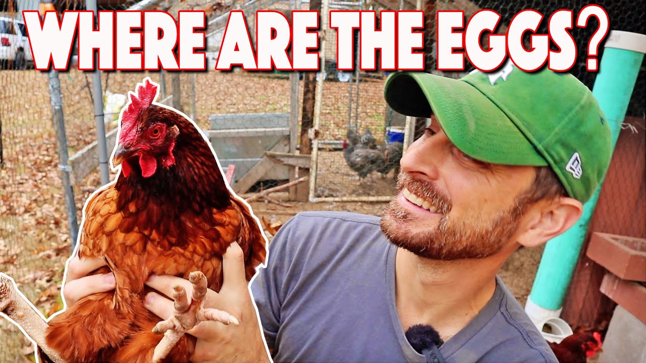 Chickens Not Laying Eggs For Months! The Causes