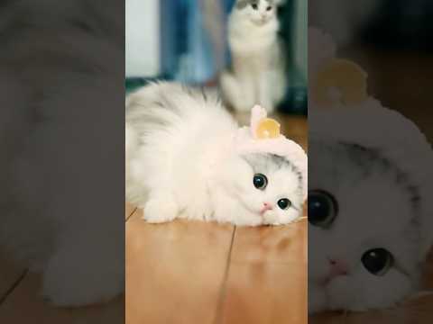 Heartwarming Cat Moments That Will Melt Your Heart #cats#cutecat #catvideos #catvideo