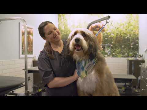 PetSmart Grooming: Bath & Haircut