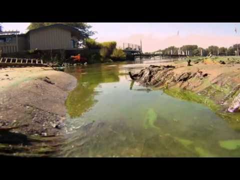 Algae Blooms | Great Lakes Now Connect: Freshwater & Farming