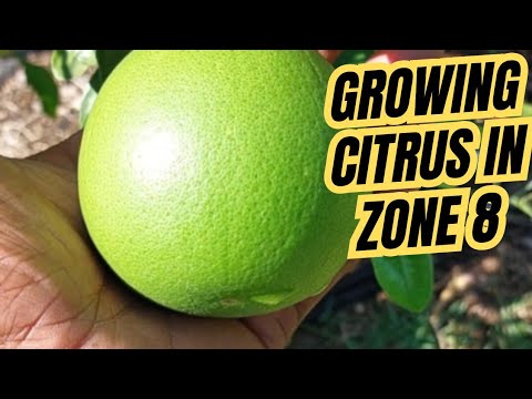 Can You Grow Citrus in The Ground In Zone 8?