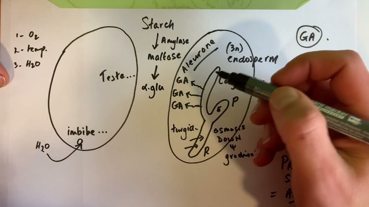 A level Biology - Seed germination and Gibberellin