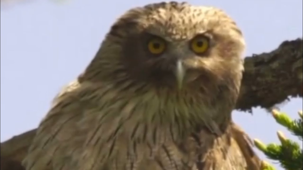 Blakiston Fish Owl Sounds