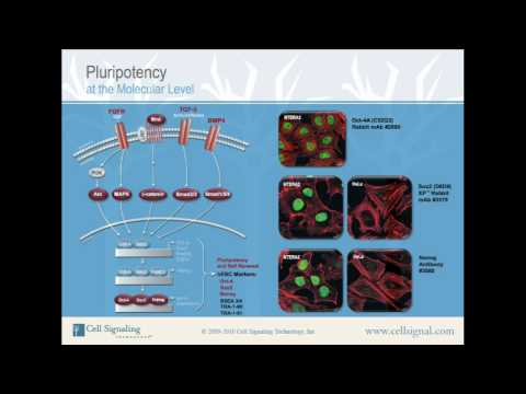 Pluripotency at the Molecular Level from Cell Signaling Technology, Inc.