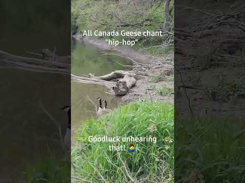 ππͺΏπ€·ββοΈCanada Geese chant "hip-hop"...sometimes. you'll never unhear this! #wildlife #nature #shorts
