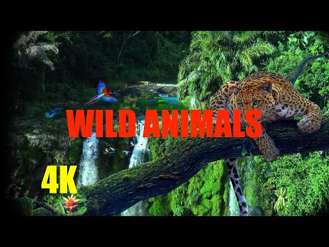 WILD ANIMALS WITH A PIANO RELAXING MUSIC