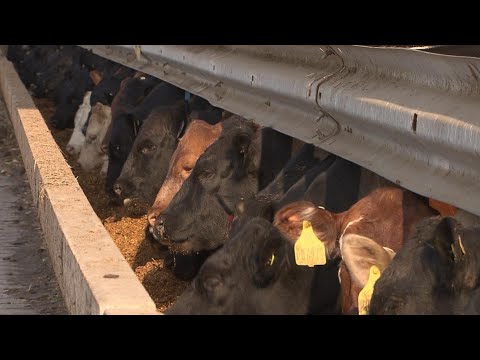 Agriculture's role in methane growth