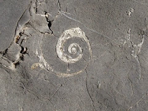 Salt Lake City Cephalopod Fossils-Utah Site 102 The GPS Guide To Western Gem Trails