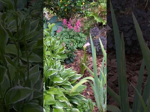 You’re throwing away next seasons blooms if you’re not doing this — 😮 #cutflowergarden #gardening
