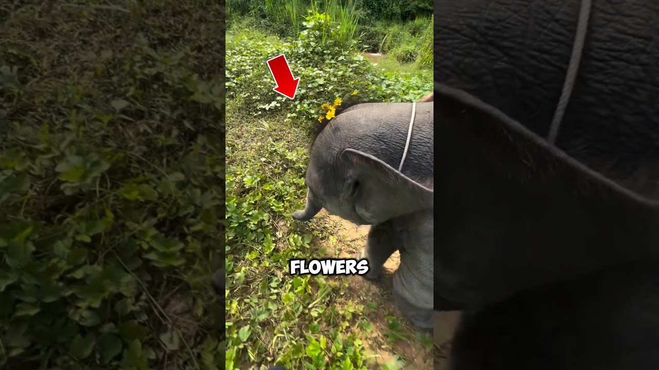 This Baby Elephant WAS Showing Flowers To Mom