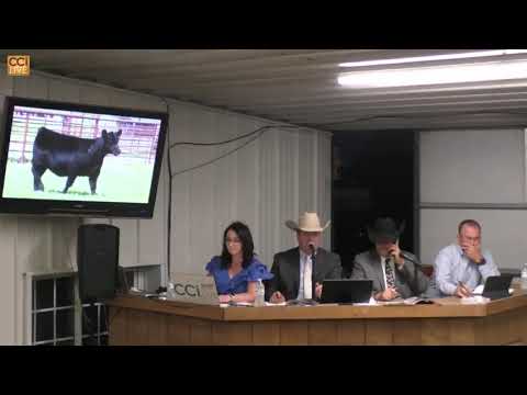 Prairie View Farms Angus Gridley IL Oct 2024_Oct04_19-47-33.mp4