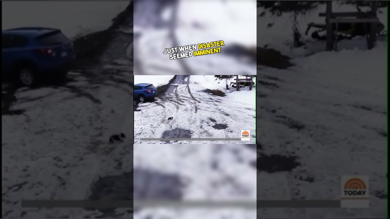 This dog was almost hit by a car until this happened