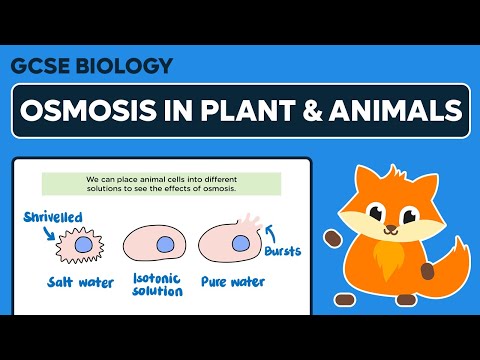 Osmosis in Animals and Plants Video Lecture - Biology for GCSE/IGCSE ...