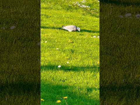 Wood Pigeon Foraging For Food Next To Dandelions And Daisies #birds #avian #nature