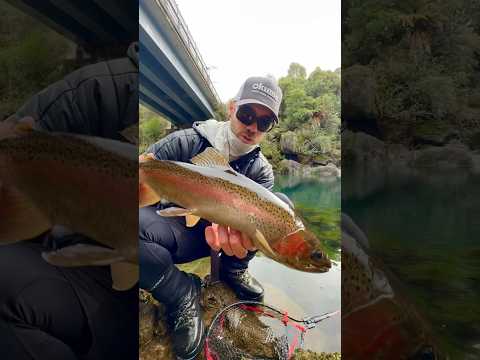 🎣Baitcaster Fishing for Trout🐠 #fishing #trout #fish #flyfishing