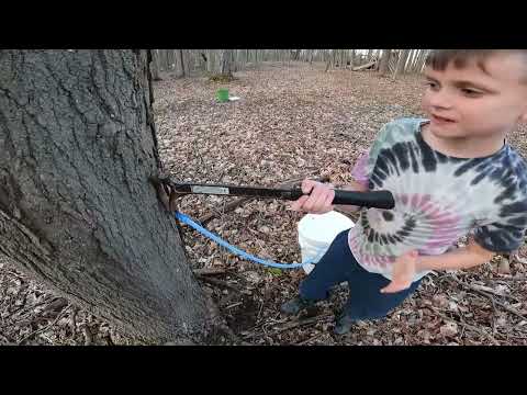 Pulling Maple Sap Buckets 2024