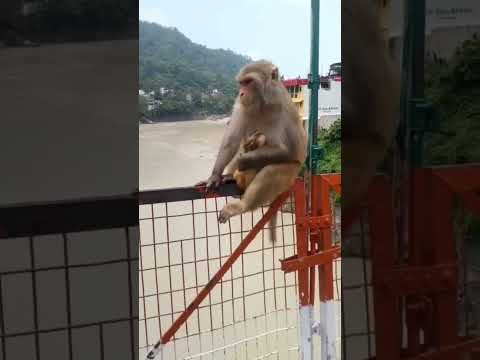 ye kya puch liya🤣 #youtubeshorts #reels #viral #newvideo #making #animals