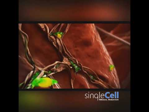 An animation of a drug that helps breakdown the fibrin from platelets in the blood. 🤐(Fibrinolysis)