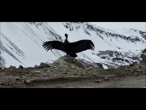 La Pose del Condor