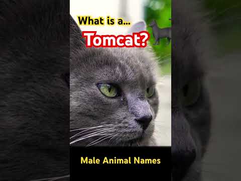 πββ¬ What is a Tomcat? What type of cat is a Tomcat? Why is a cat called Tom? #tomcat #tomcats #cats