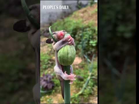 Flying squirrel is taking a little nap on the flower bud.