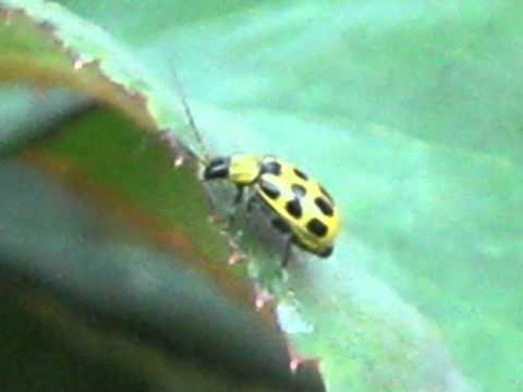 MVI 51871 green ladybug on plant