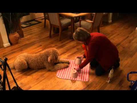 The Shell Game Trick- How to Teach it to Your Dog | Twin Creeks Musings