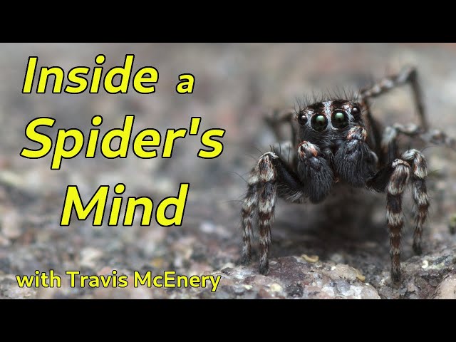Spider Cognition Reveals How Tiny Brains Perform Complex Tasks and ...