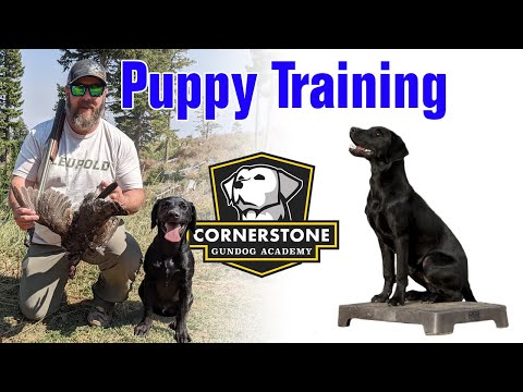 Puppy training in the field - Cornerstone Gundog Academy #PuppyProject