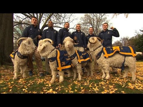 Protecting the Goat: Secrecy and rivalry steeped with tra...