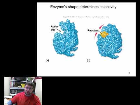 How Enzymes Work