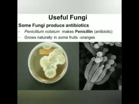 Economic Uses of Fungi (part 2)