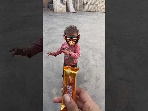 cute monkey face video #trending #youtubeshorts #vairalshort