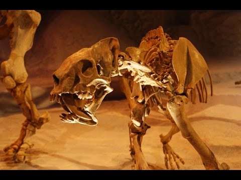 Most Intriguing Cryptid Cats