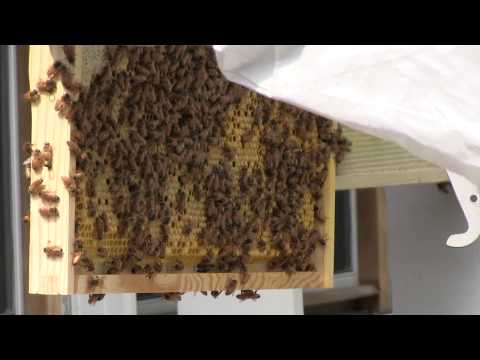What you need to know about bees