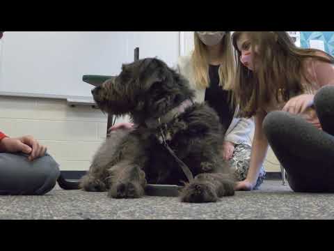 Therapy Dogs Help Students Relieve Stress