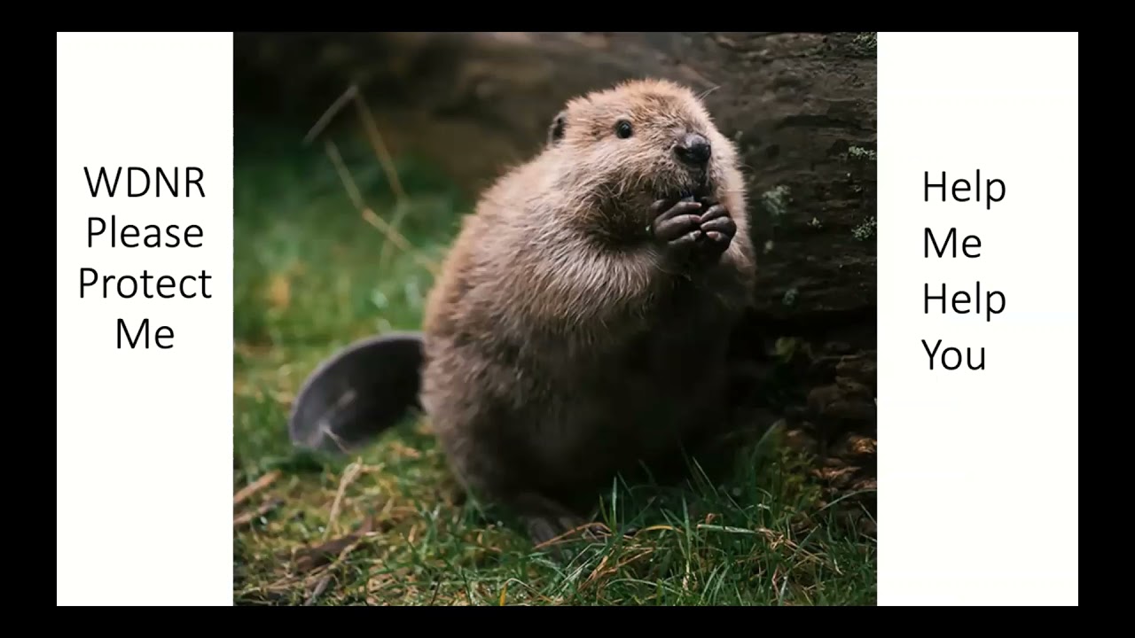 COEXIST WITH BEAVERS TO REDUCE FLOOD DAMAGE - Beavers: Wetlands & Wildlife