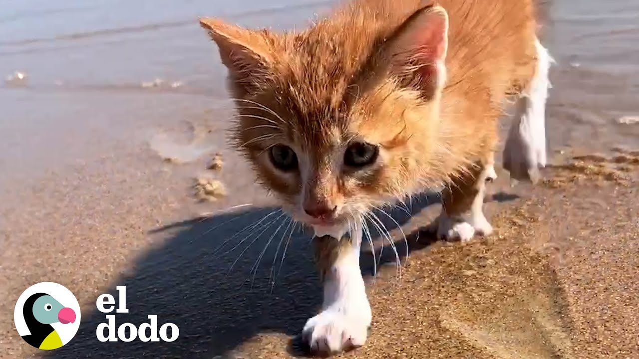 Cat raised by dogs runs into ocean for a swim | Odd Couples | The Dodo