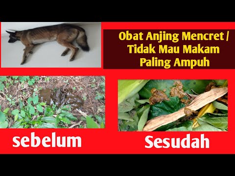 Obat Anjing mencret, muntah tidak mau makan