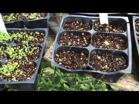 Mesquite Tree 🌱 Seedlings