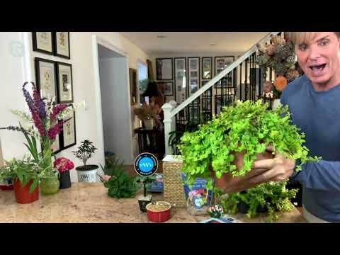 Phillip Watson Designs 6-Piece Creeping Jenny Live Plants on QVC