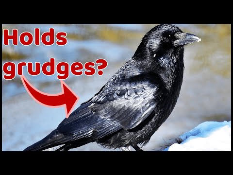 Do Crows Hold Grudges? | Fun Facts About Birds!